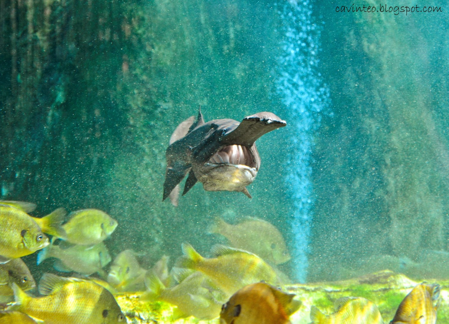 Entree Kibbles: Rivers of the World - Small Yet Pretty Interesting ...